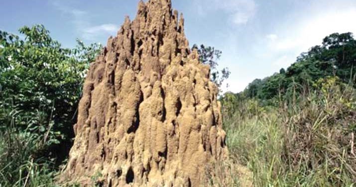 termite evidence
