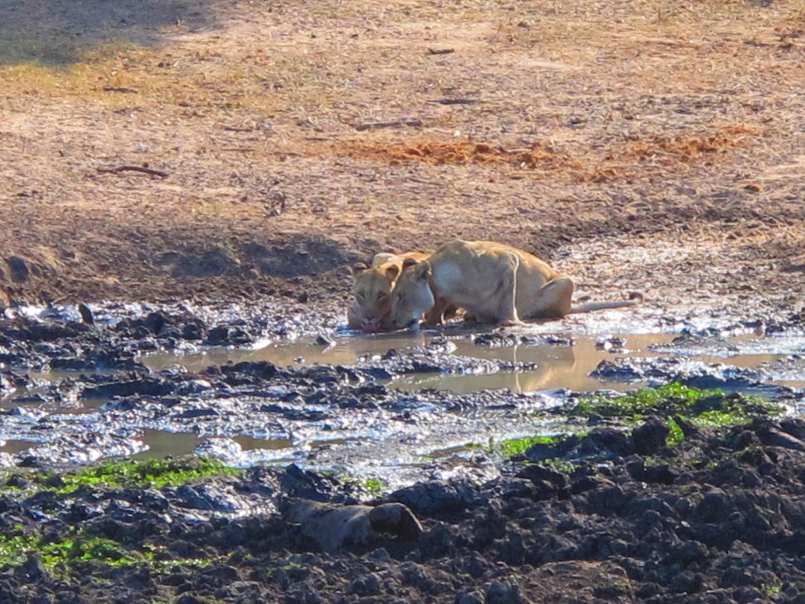 African Dream: Week 8 - Tembe Camp