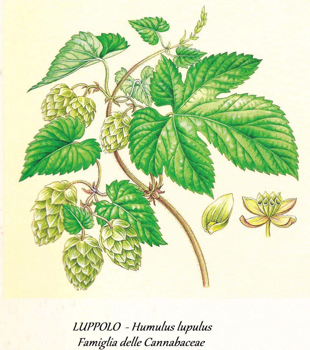 CURARSI COL LUPPOLO - Humulus lupulus - Blog di pociopocio