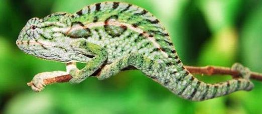 +13 JENIS BUNGLON | Peliharaan, Gambar, Harga, Unik, Lucu dan Indah ...