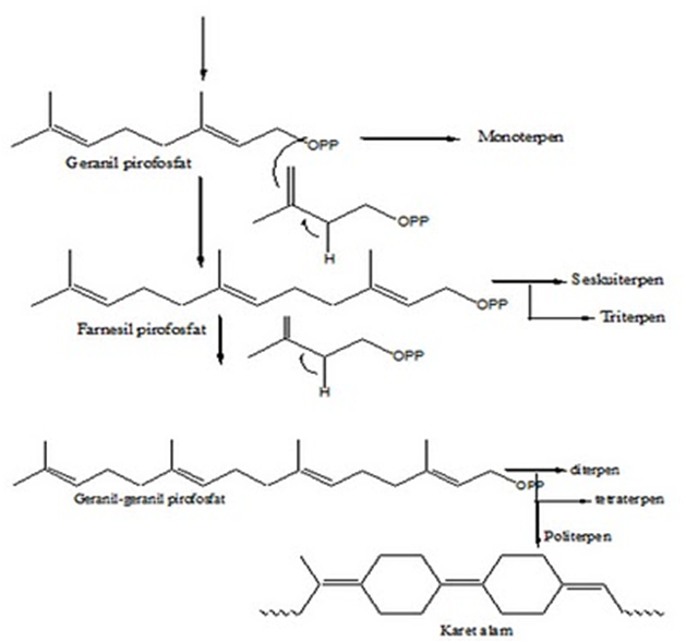 chemistry: TERPENOIDS