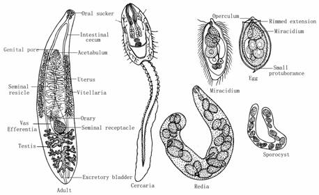 CACING PIPIH ITU APA? - MAHKOTA SAINS