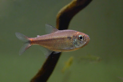 名燈天下: 紅鑽可卡燈 (Moenkhausia cf. rubra)