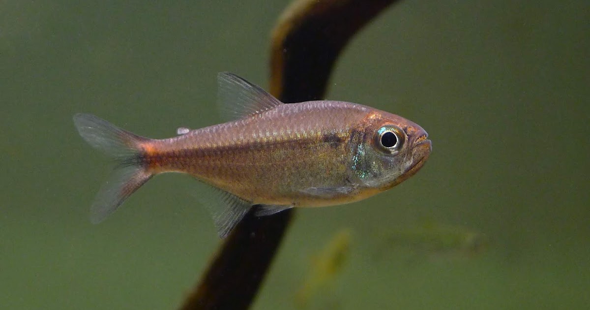 名燈天下: 紅鑽可卡燈 (Moenkhausia cf. rubra)