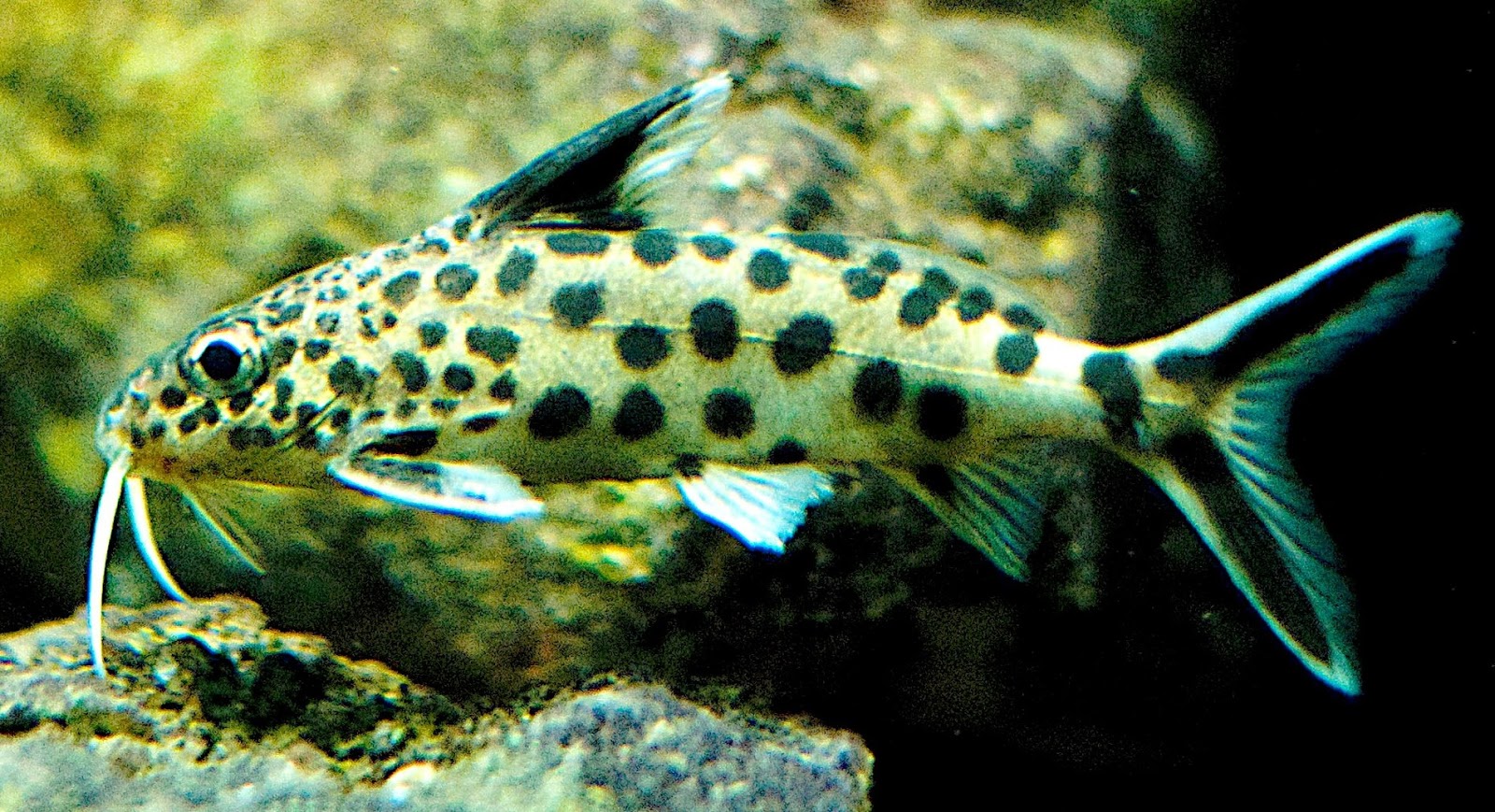 Fish Index: Cuckoo Catfish (Synodontis multipunctatus)