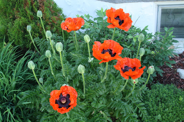Captive Creativity: Oriental Poppy Plant Care
