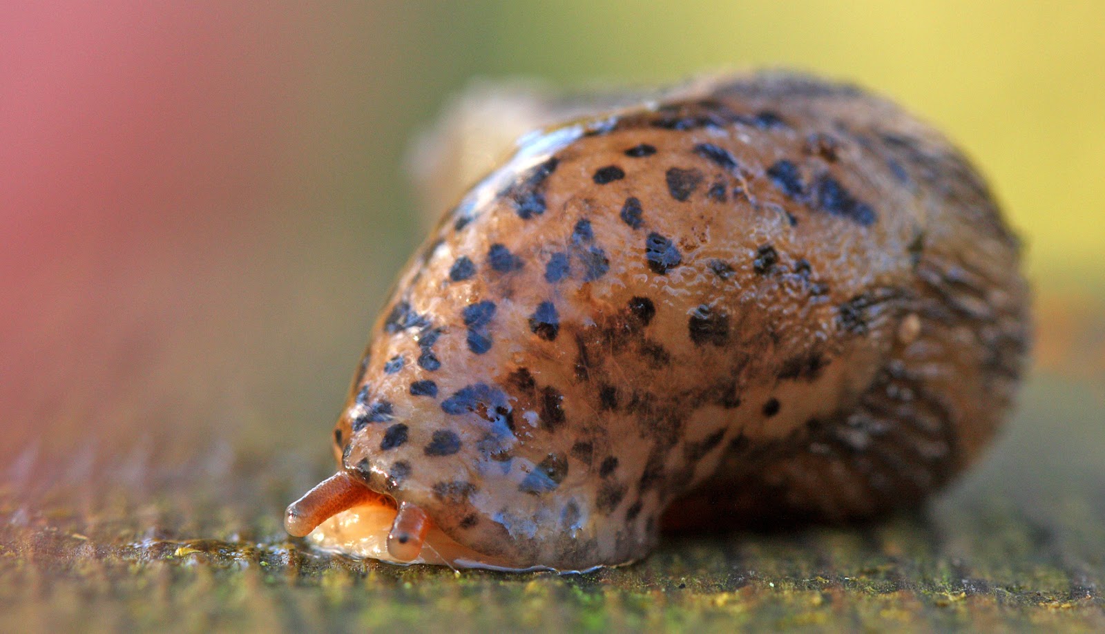 JJ's Photographic nature blog: Leopard slugs and Rat-tailed maggots anyone?