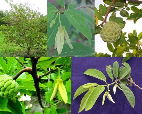 Science in Nature: INDIGENOUS MEDICINAL PLANTS AND PRACTICES IN ...