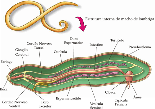 Blog de Biologia: Nematelmintos