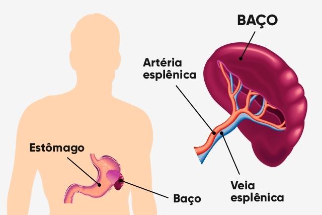 ILCE MARINHO: O Que É O Baço, Função E Anatomia ILCE MARINHO: O Que É O Baço, Função E Anatomia