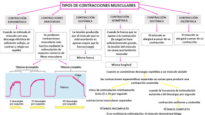 Blog de Fisiologia Basica UAS Itzel Adriana Torres Baez Ciclo 2018-2019 ...