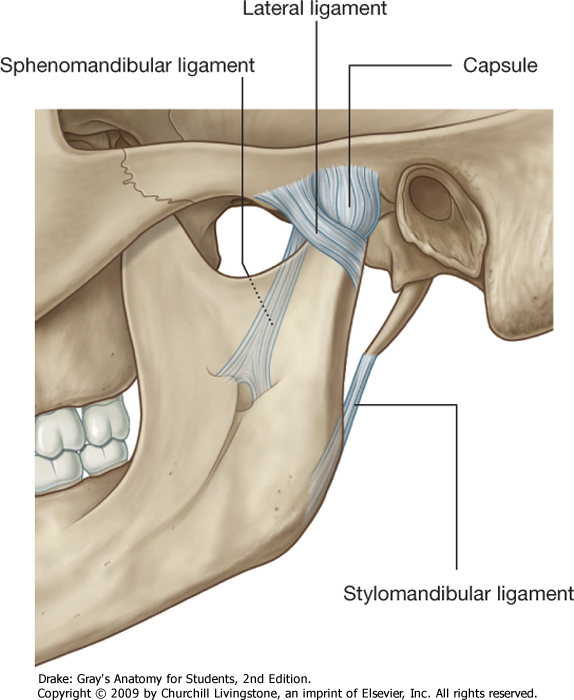 FISIOLOFAR: MASTICAS CON LA ARTICULACIÓN TEMPOROMANDIBULAR
