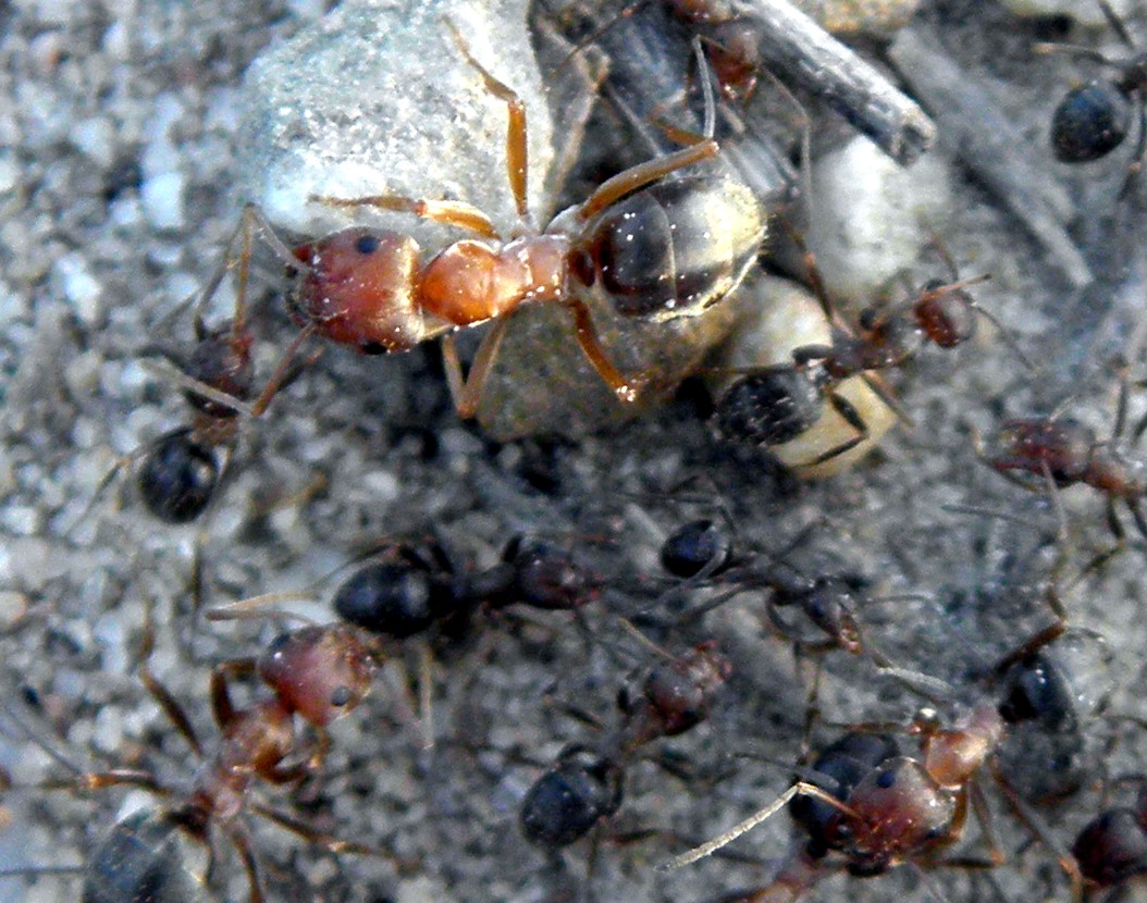 - Ants of Southern Africa -: Ant Catalogue: Southern Africa