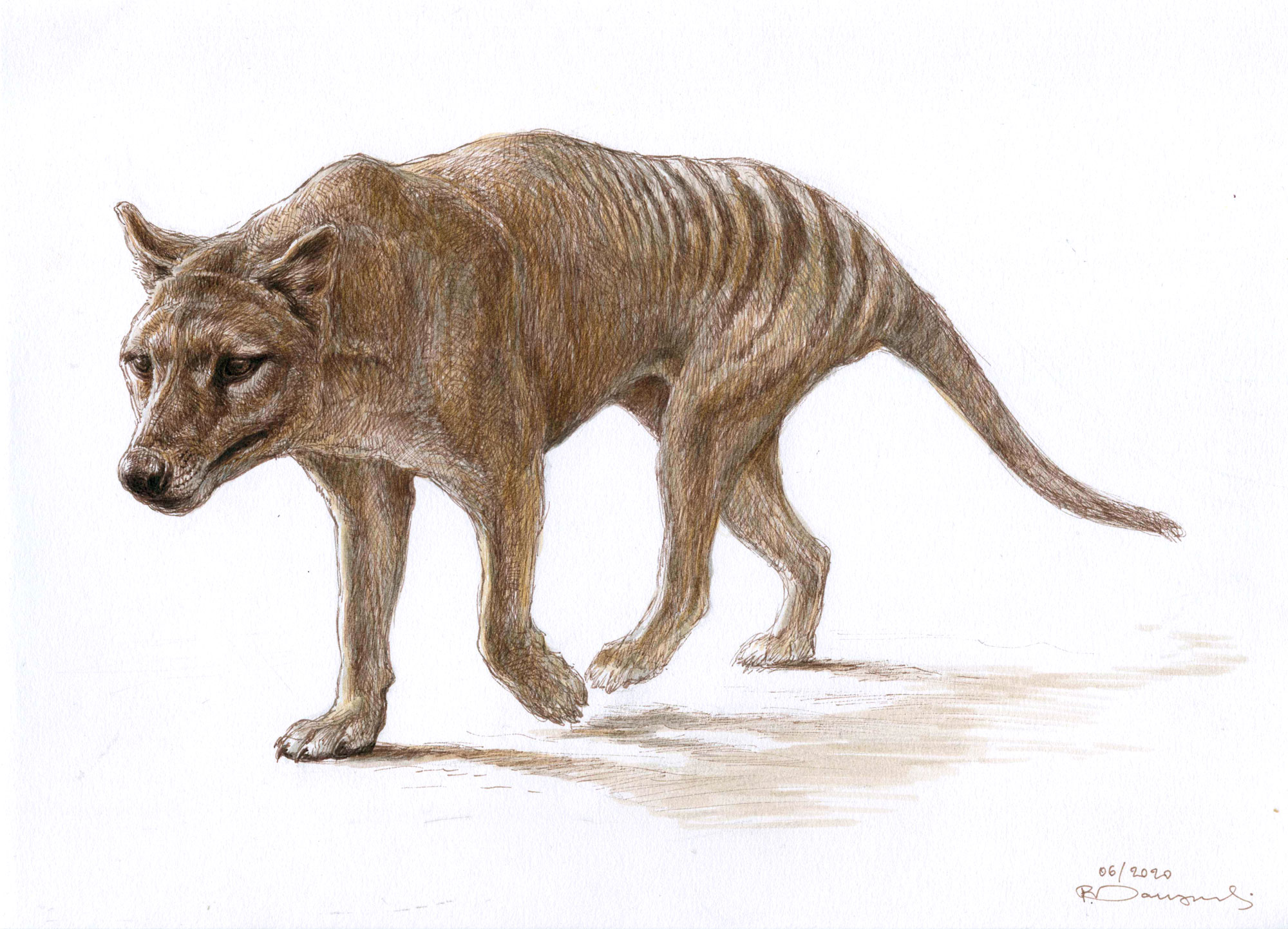 Thylacine walking