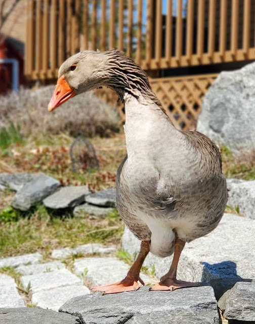 How Much Do Geese Actually Poop? - Fresh Eggs Daily® with Lisa Steele