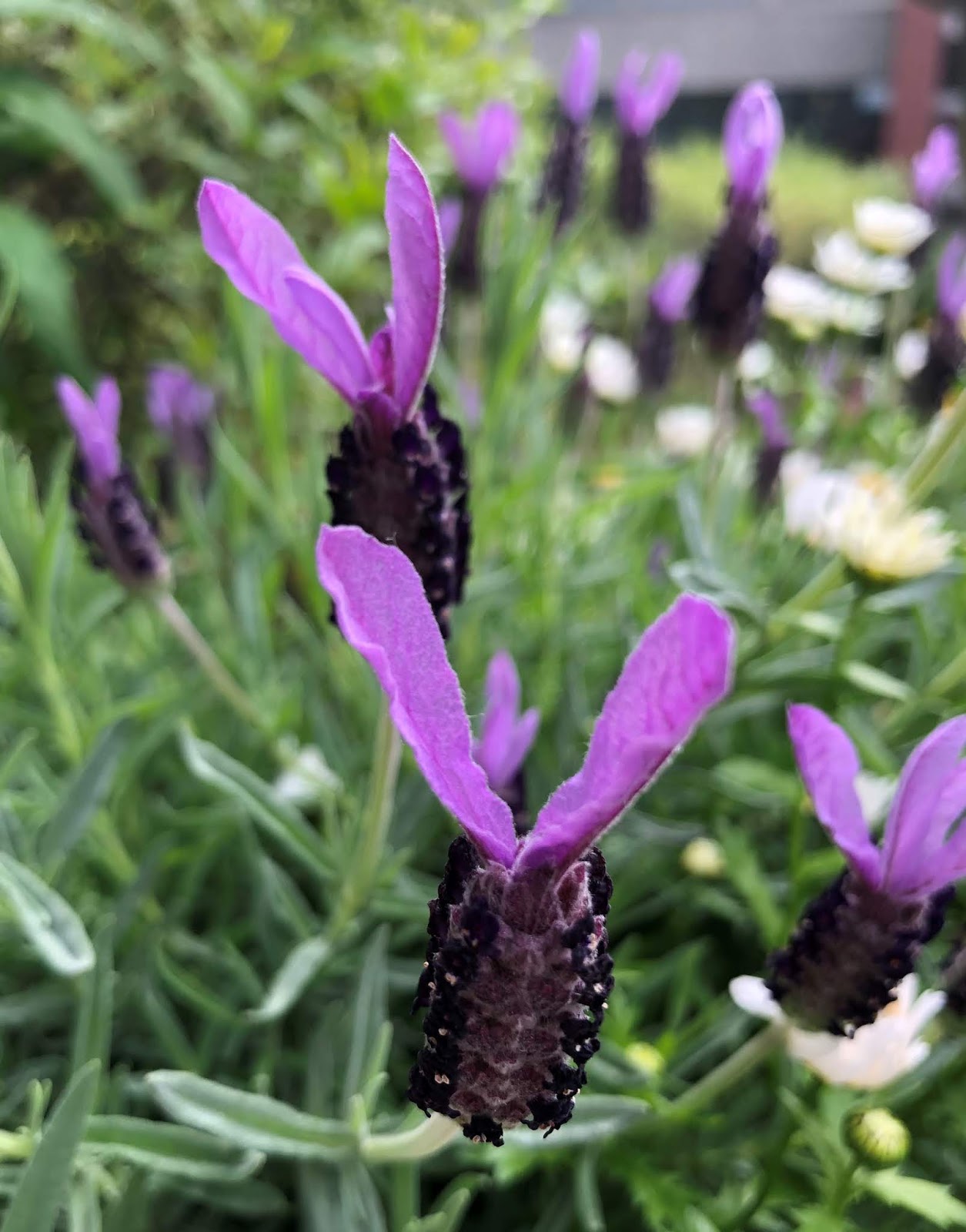 Plants And Flowers In Tokyo By Kei Narujima Lavender plants-and-flowers-in-tokyo-by-kei-narujima-lavender