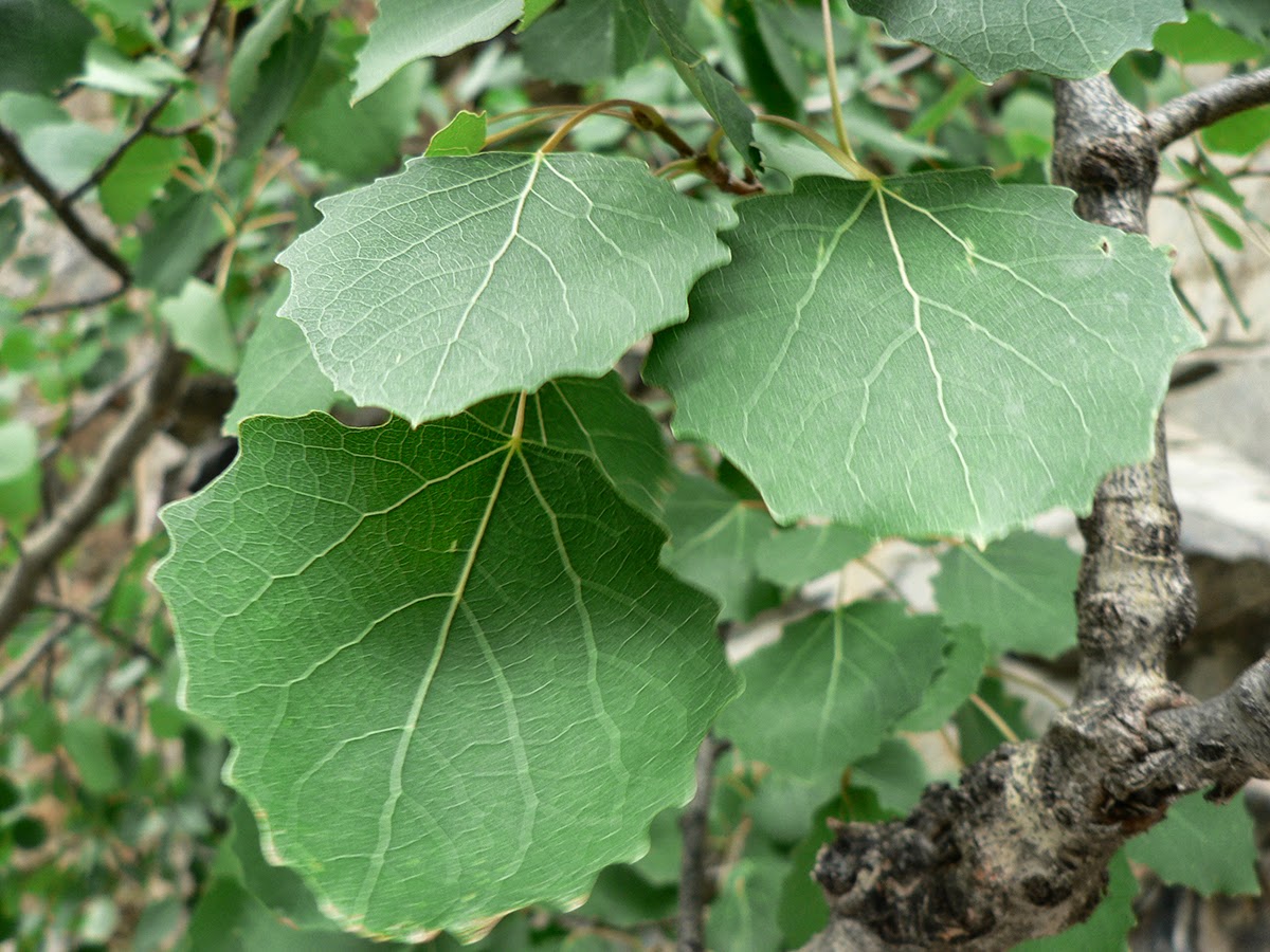Á R B O L E S . . (T R E E S): Populus tremula L (ÁLAMO TEMBLÓN)