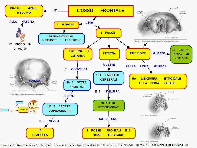 Mappa concettuale: Osso Frontale • Scuolissima.com