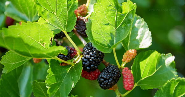 Ciri Ciri Pohon Murbei / Mulberry (Morus nigra) Di Alam Liar - Ciriciripohon.com