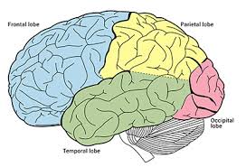 Simple Anatomy: Superolateral Surface of Brain