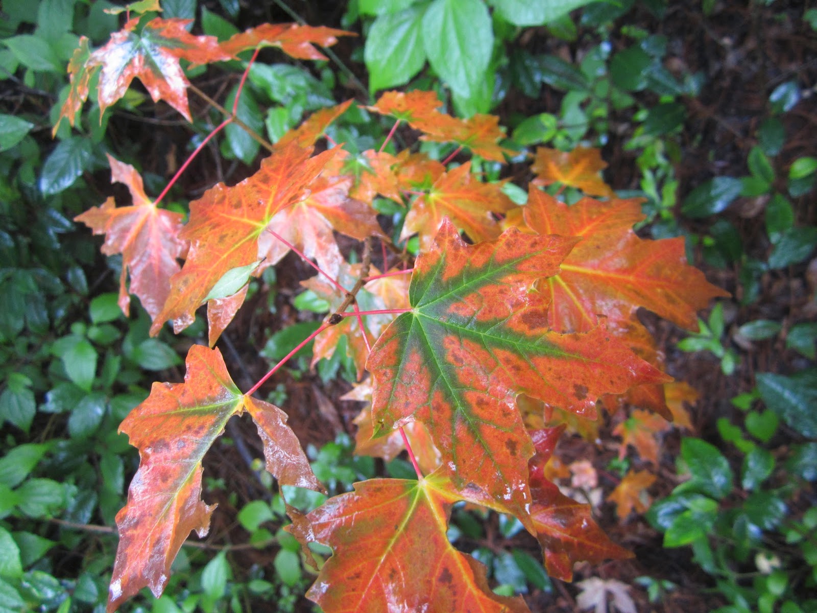Los árboles: Maple (Arce) Canadiense