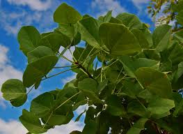 7 Manfaat daun dadap serep untuk kesehatan ~ Kesehatan dan Gaya Hidup