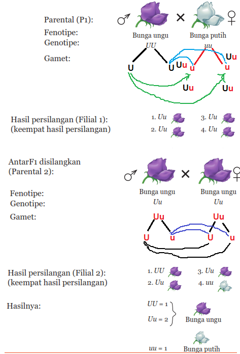 Intan Nirmala Blog's: GENETIKA