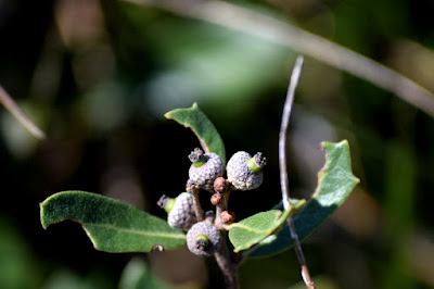 Field Notes and Photos