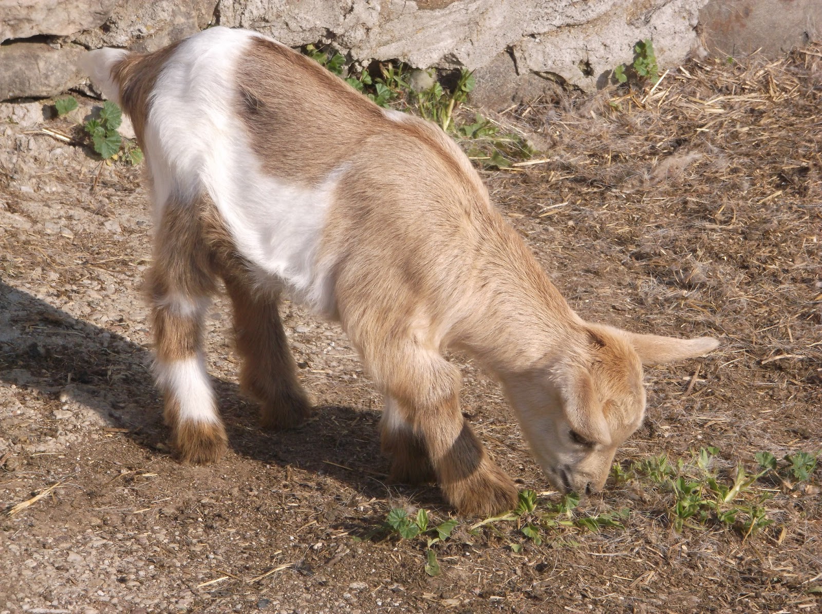 Tye Dye Acres: Fainting Goat Colors and Patterns!