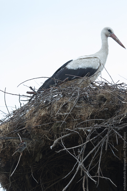 Păsări din Moldova: #183. Vrabia negricioasă