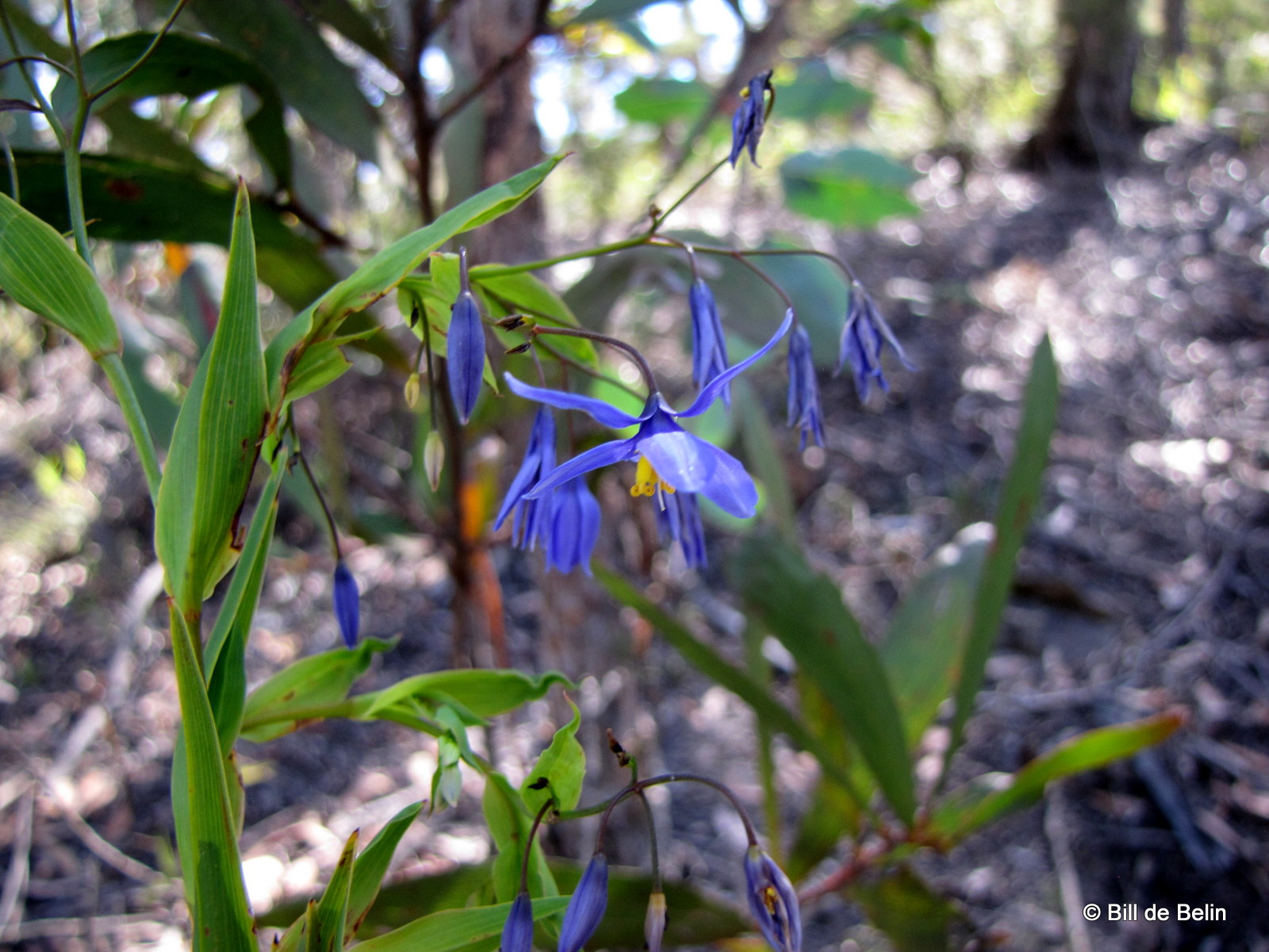 Sydney's Wildflowers and Native Plants: Stypandra glauca - Nodding Blue ...