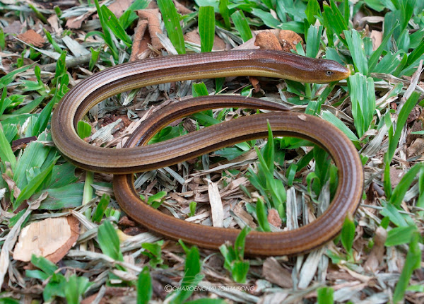 Dopasia gracilis (Asian Glass Lizard)