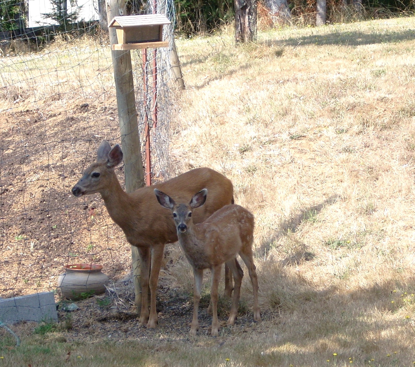 Nature Art Life by Wendy: Birds...nope, Deer...yes