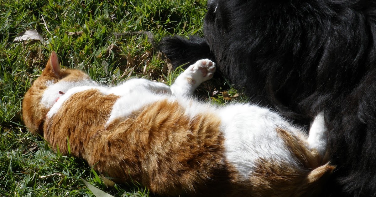 Val Spiers Sews: Stumpy the cat