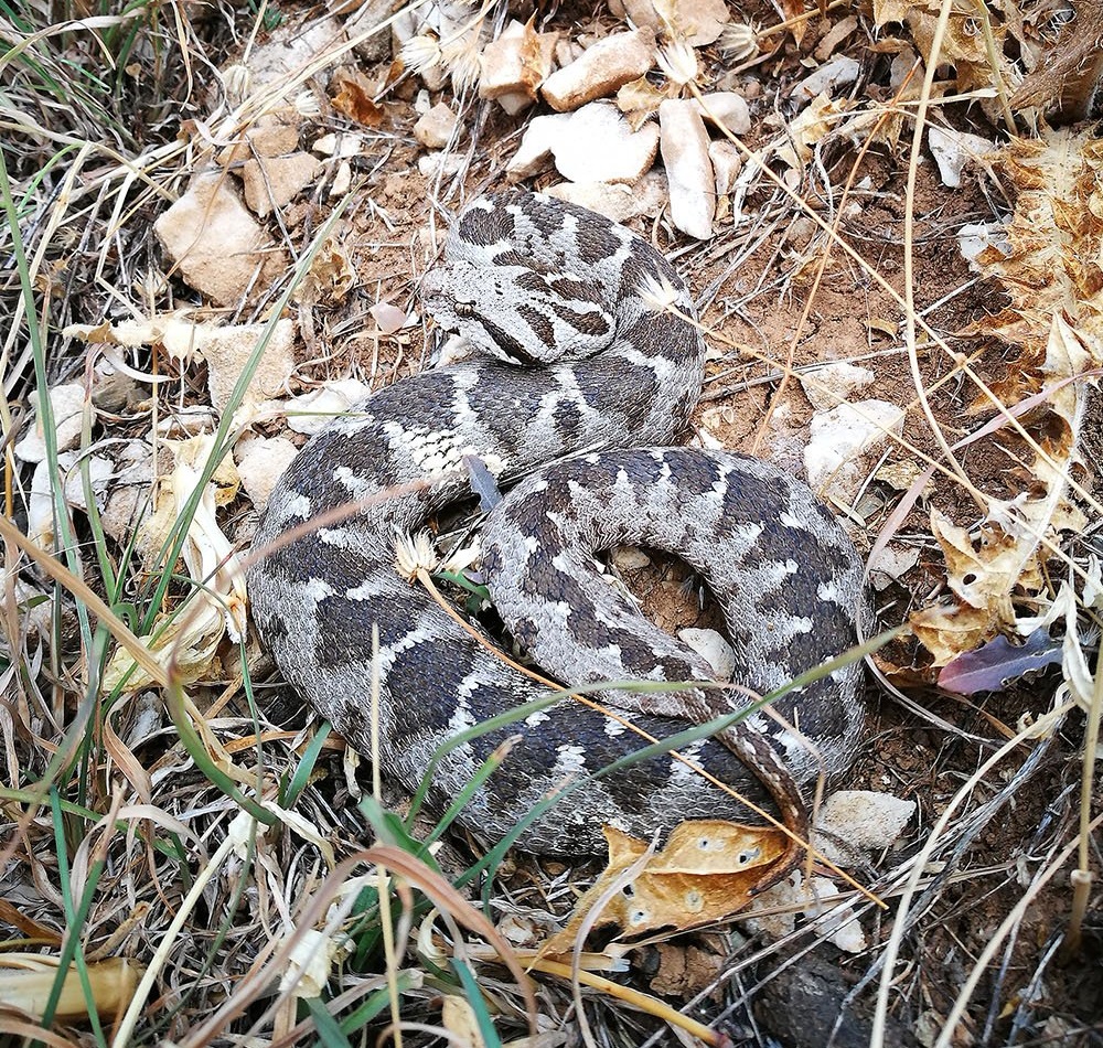 Species New to Science: [Herpetology • 2019] Montivipera xanthina ...