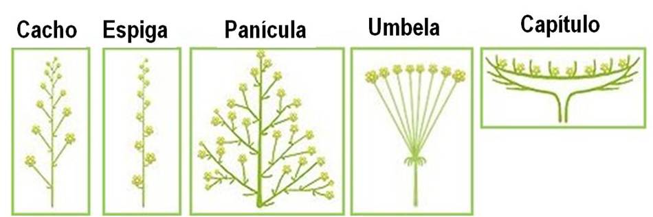 MORFOLOGIA E TAXONOMIA VEGETAL : agosto 2015