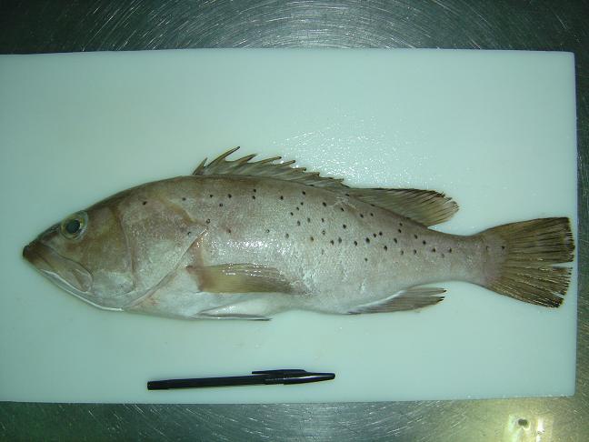 Ikan Kurapu - Grouper fish - Fish Information (INDONESIA)