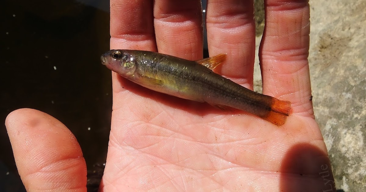 Freshwater Minnows