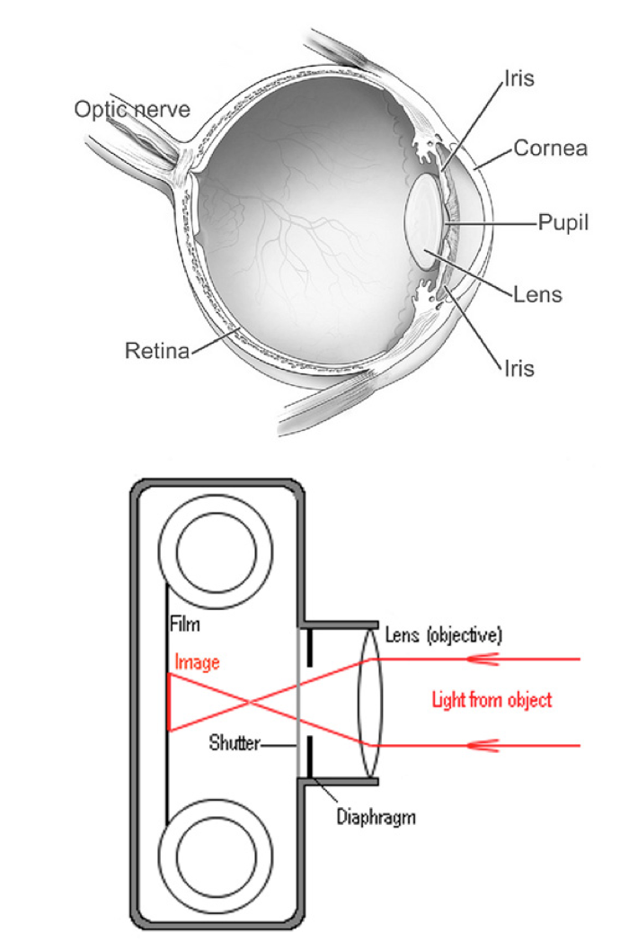 Infinite Eye Care: Your Eyes and a Camera: More Similar Than You Realize