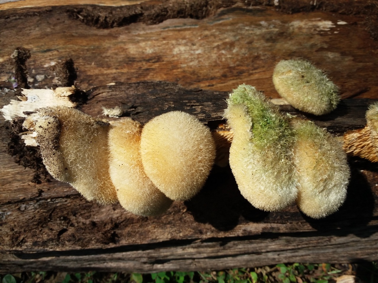HONGOS DE AMERICA Y OTROS CONTINENTES: FAMILIA: Polyporaceae. GENERO ...