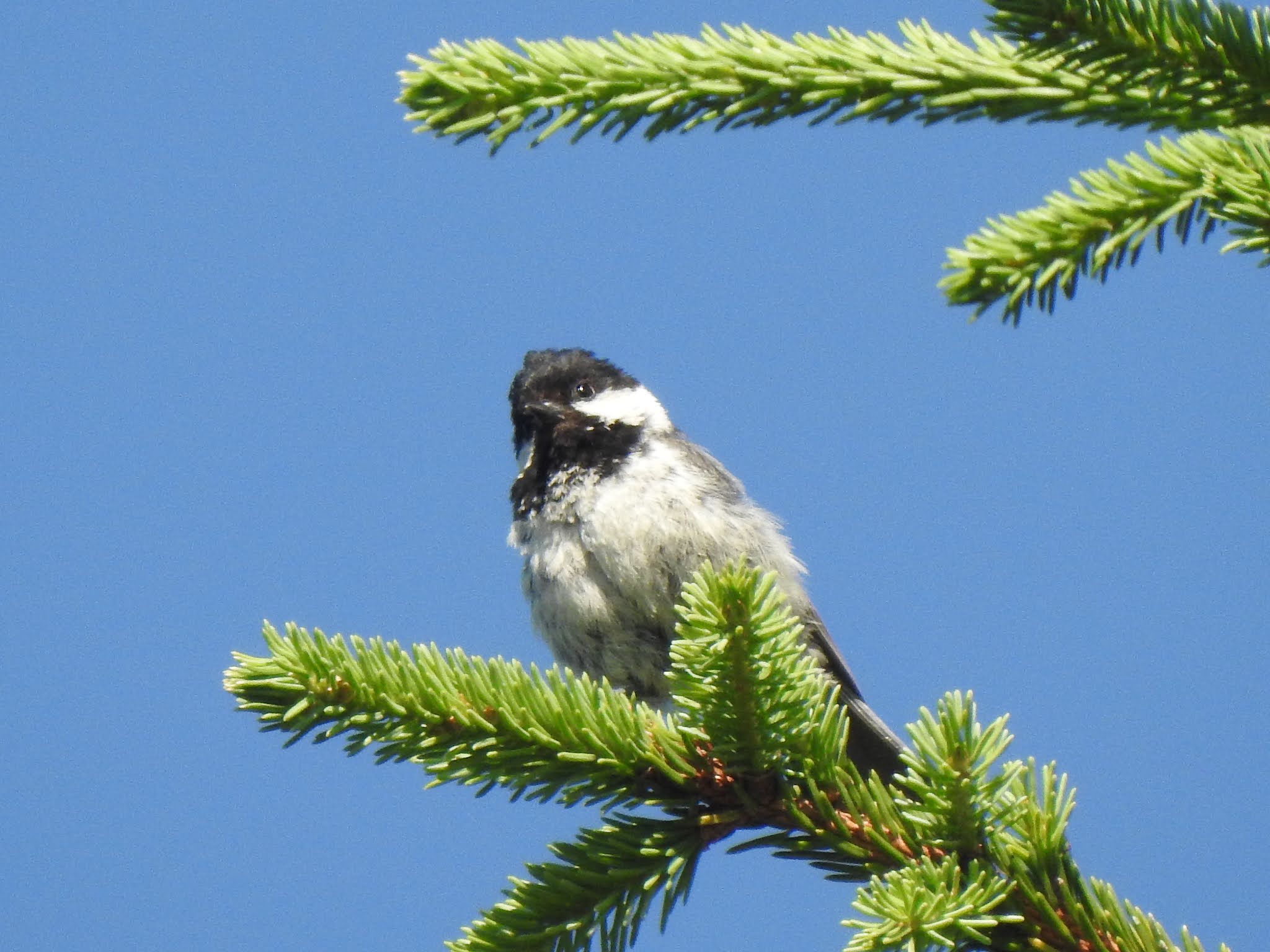 PASARI DIN ROMANIA: PITIGOI DE BRADET, Periparus ater