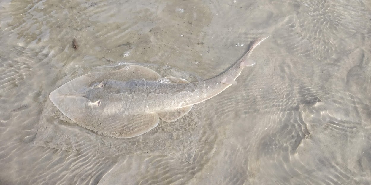 Chandipur Beach: The Hide and Seek Beach