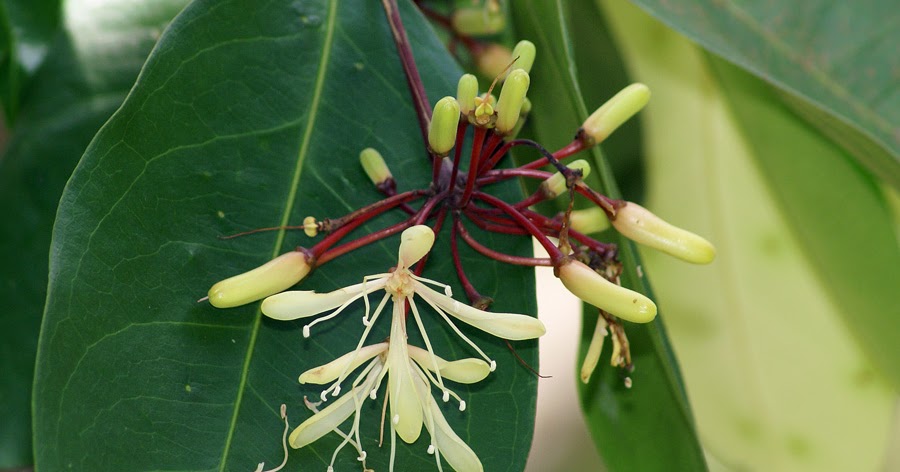 සමදරා [Samadara] (Quassia indica) ~ අපේ ඔසුපැළ Medicinal Plants of Sri ...