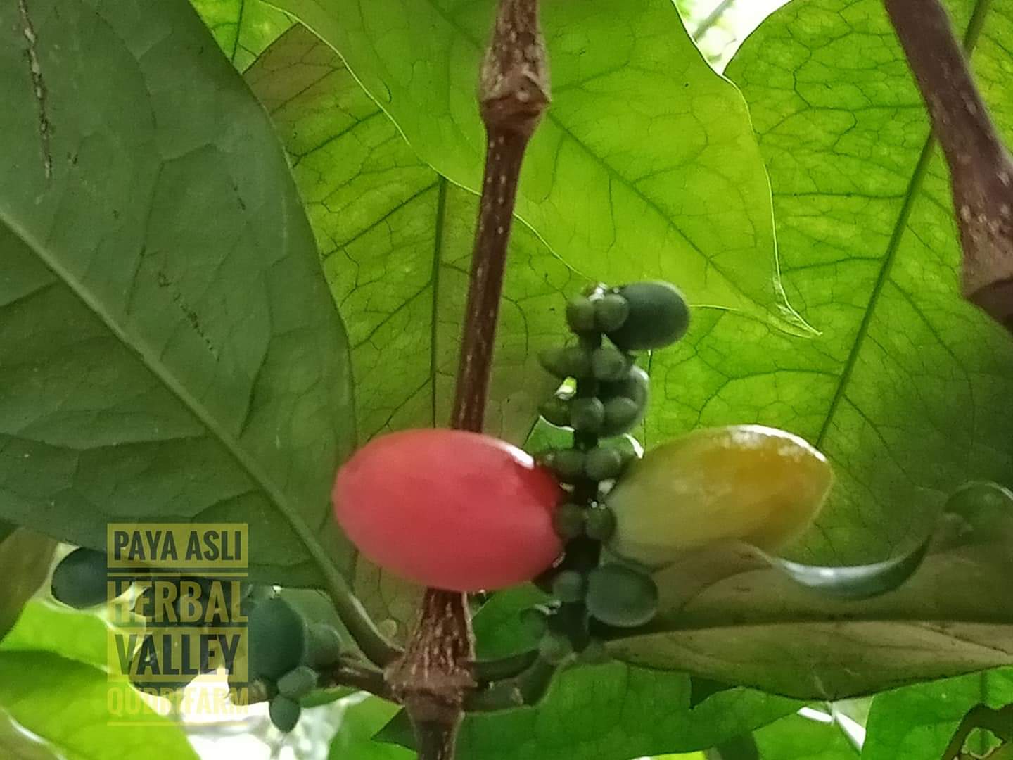 Puteh Dandelion: POKOK BELINJAU @ MELINJAU - GNETUM GNEMON