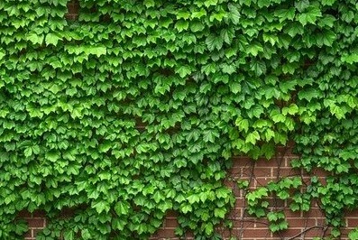 5 Tanaman Ramabat Untuk Dinding Yang Membuat Rumah Menjadi Indah