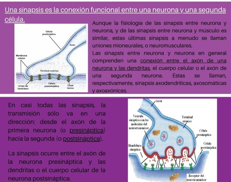 Sinapsis química y eléctrica