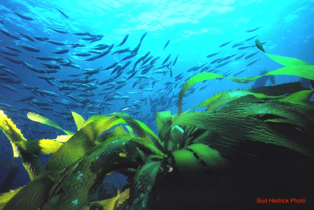 Bud Hedrick - Blog: Hidden Beauty of the Kelp Forests
