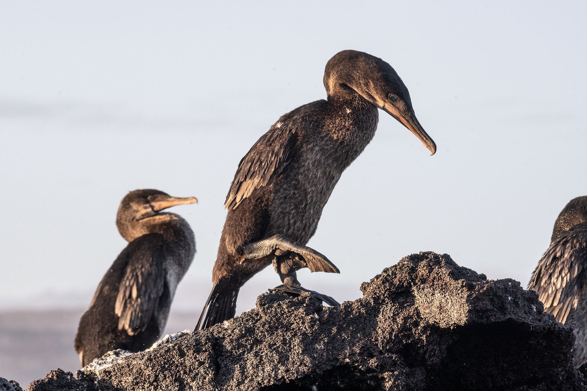 5 Most Unique Birds in the World!