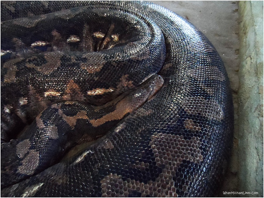 What Michael Likes: Meeting Prony: The World's Largest and Longest Python