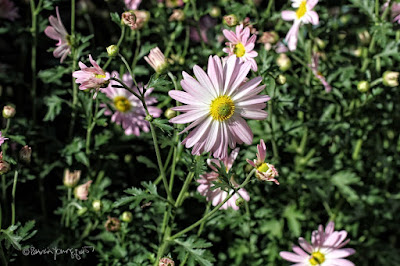 The Last Leaf Gardener: Pink Coloration in Nature
